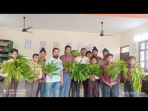 Role play on Environment day|Save tree save life|Gsss Kahnuwan Boys ...