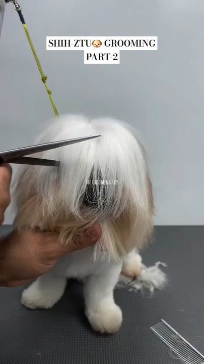 How to Groom Your Shih Tzu at Home: Step-by-Step Guide #shihtzu #shorts #grooming # ...