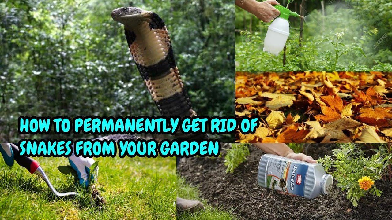 HOW TO PERMANENTLY GET RID OF SNAKES FROM YOUR YARD/GARDEN - YouTube