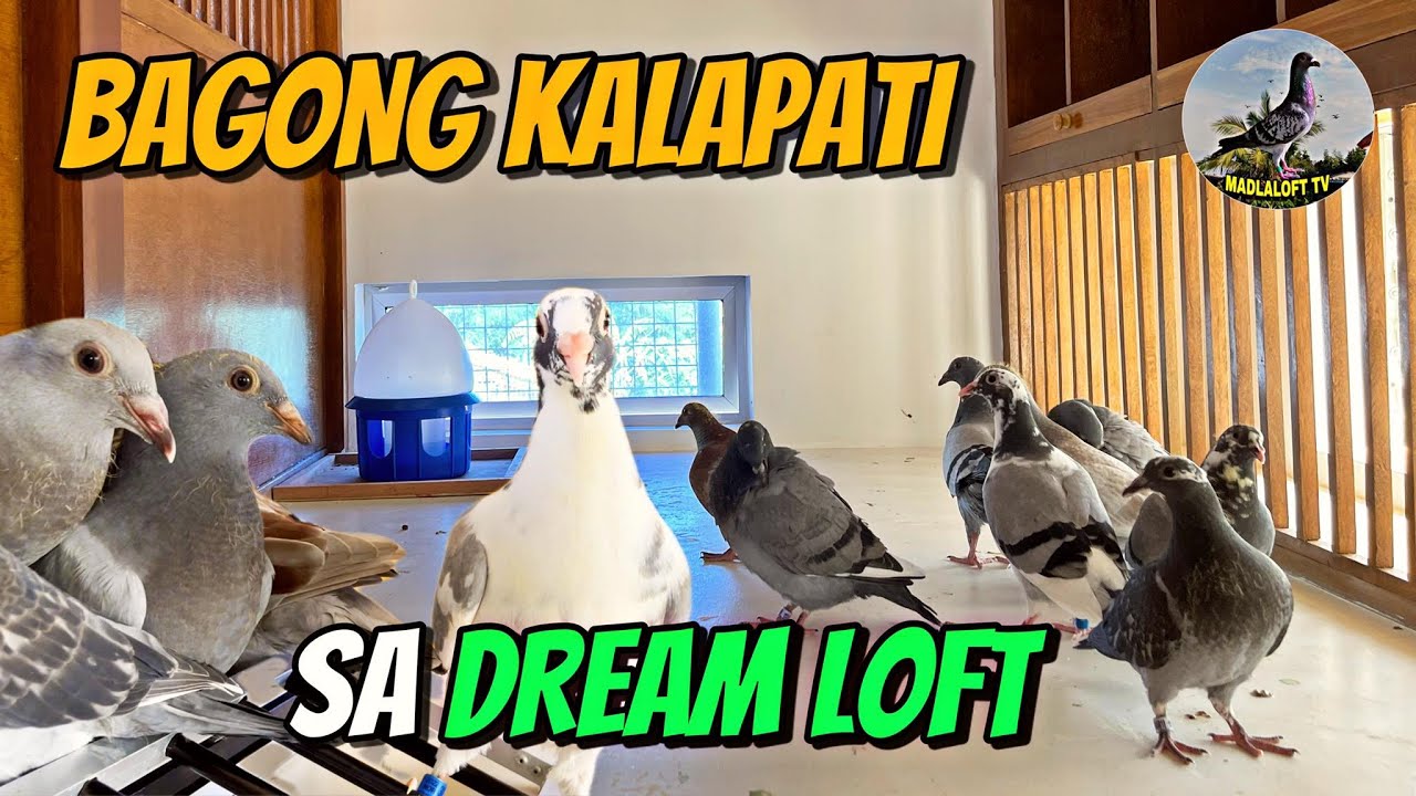 DREAM LOFT NG MADLA LOFT TV MAY BAGONG KALAPATI PADAMI NA NG PADAMI ...
