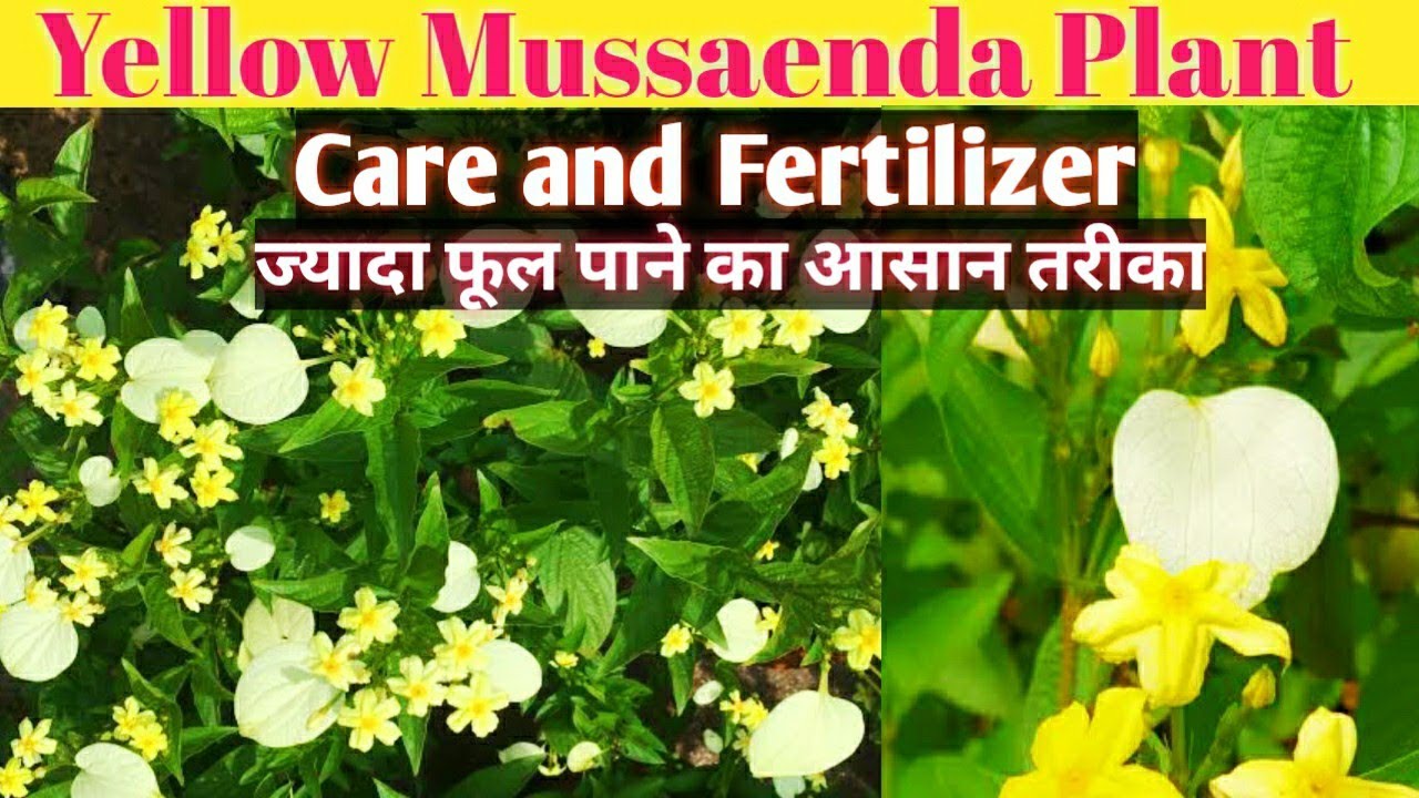 Mussaenda Flower Plant/सालभर फूल देने वाला परमानेंट पौधा mussaenda ...