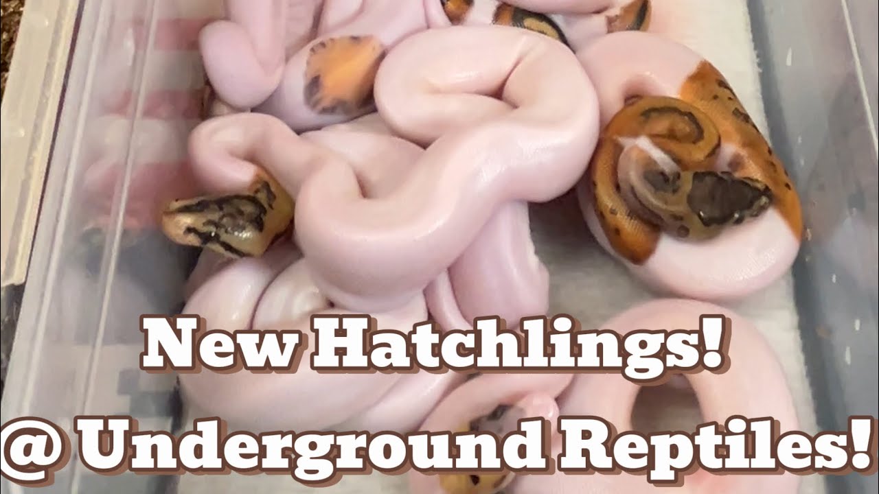 NAKEY SNAKEY! Some new ball pythons hatched out at Underground Reptiles ...