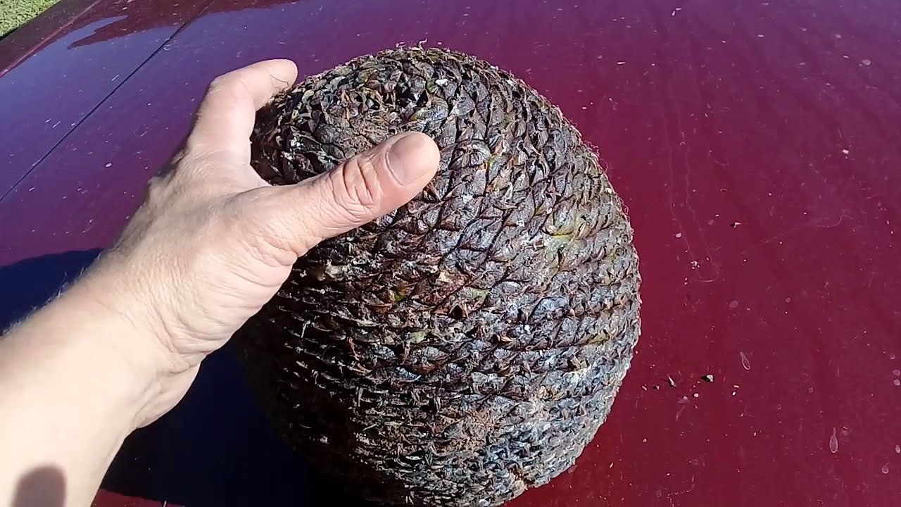 PINHA DE PINHÃO VOCÊ CONHECE? - YouTube