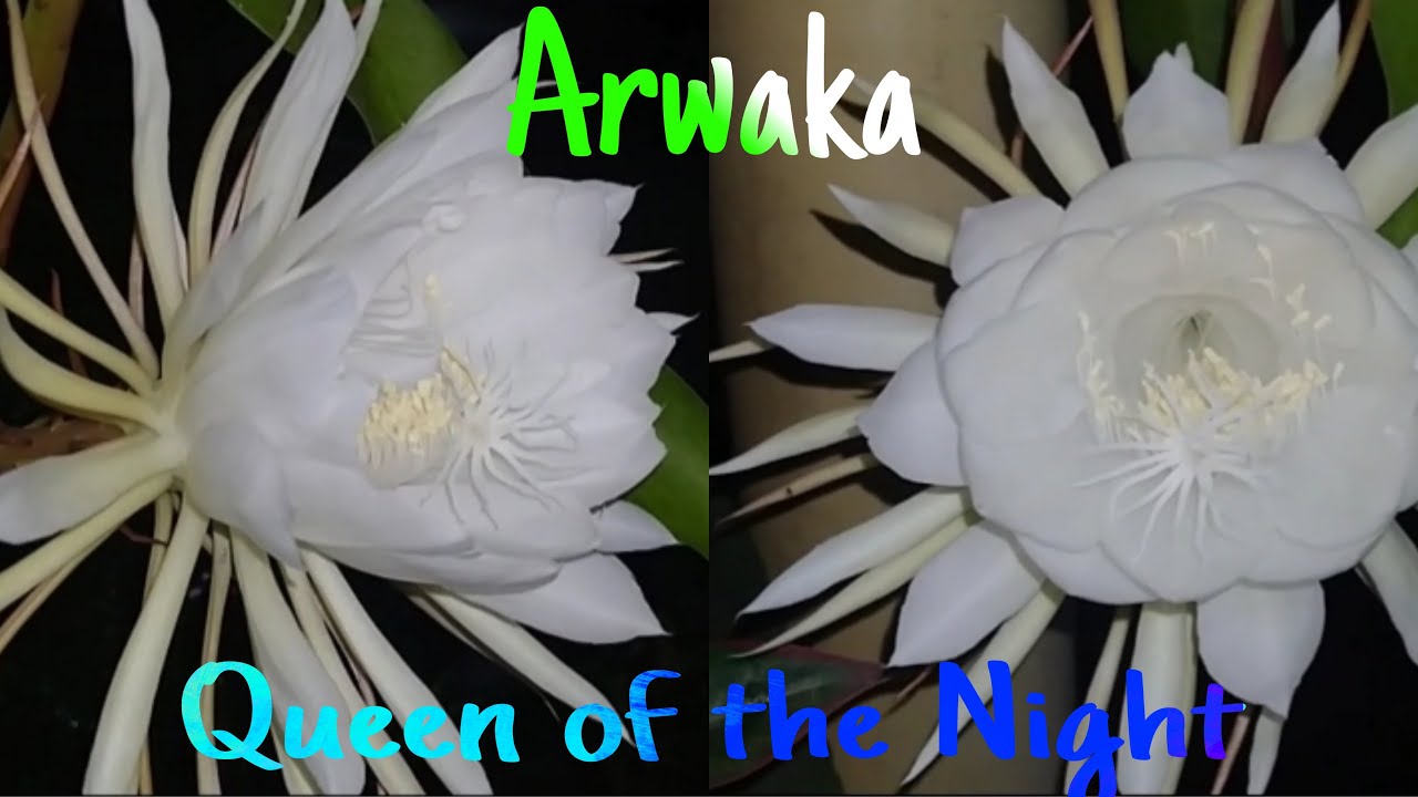 Bulaklak ng arwaka o queen of the night/Probinsyanong Marino - YouTube