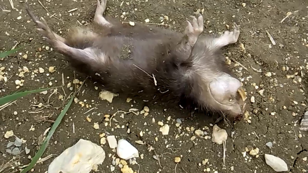 Como es una tusa come caña - YouTube