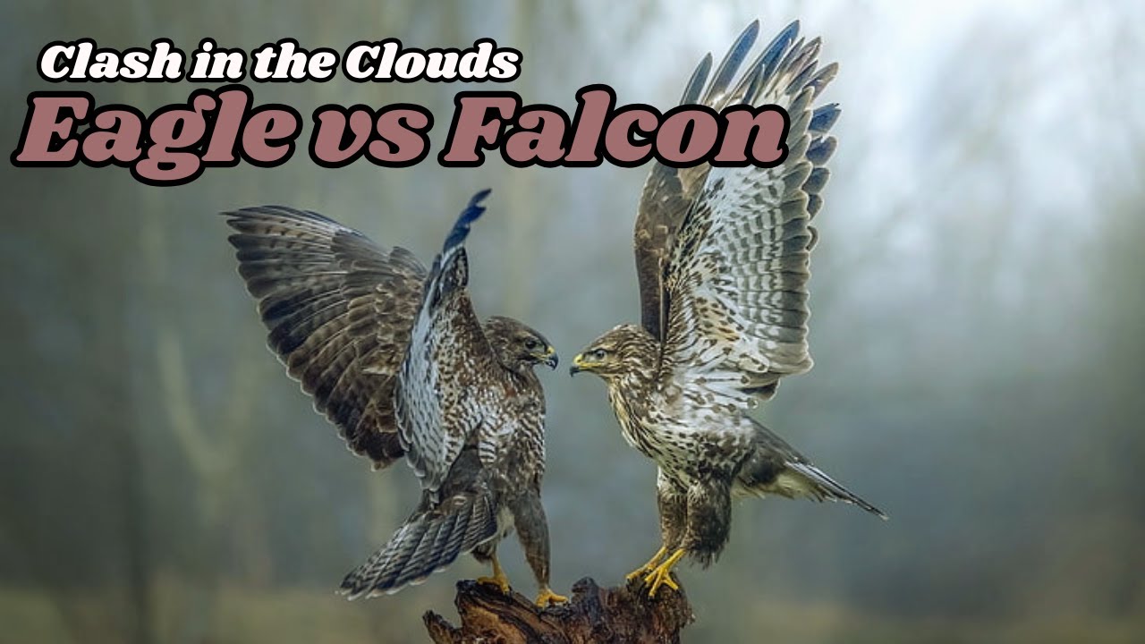 Sky Battle: Eagle vs Falcon - Epic Aerial Dogfight! | #animals #facts # ...