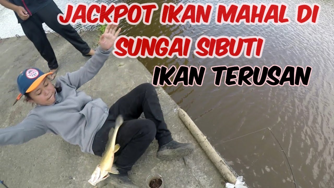 mancing udang dapat jackpot ikan paling mahal di sungai sibuti - YouTube