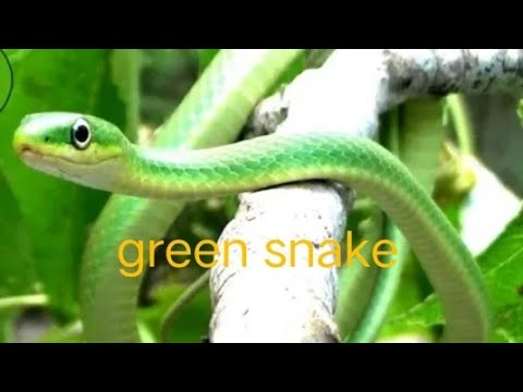 HANDULUKAY. GREEN SNAKE - YouTube