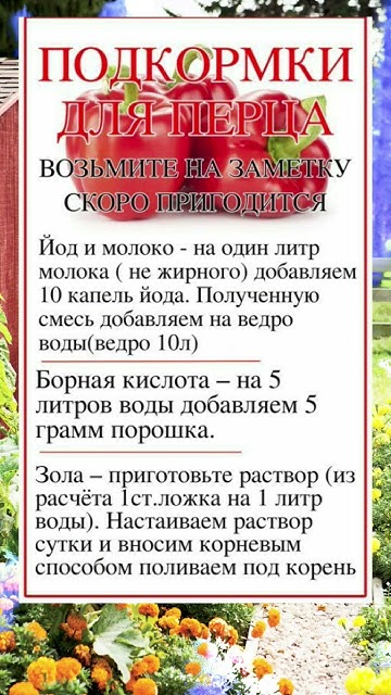 Подкормка для перца #советы #полезныесоветы #дача #огород - YouTube