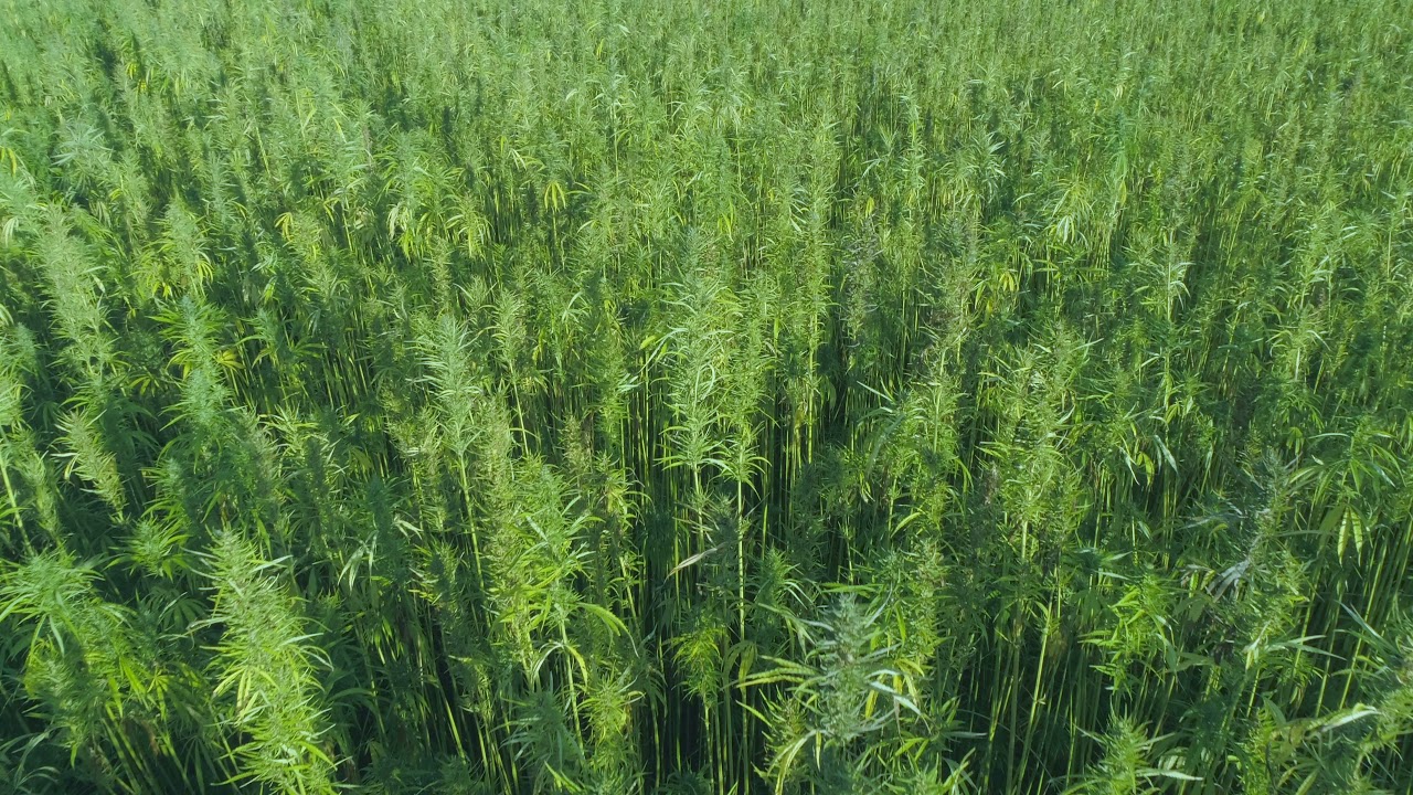 Close view of green hemp field - YouTube