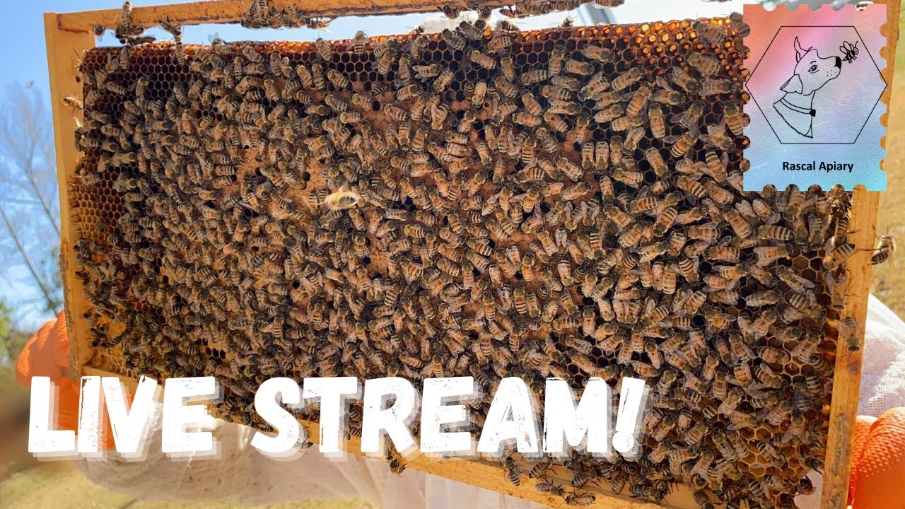European Honey Bees, Honey Extraction, Selling Bees - YouTube