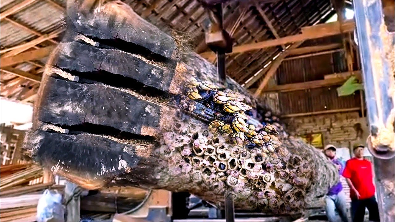 Shocking discovery of wood full of lumps in the forest! - YouTube