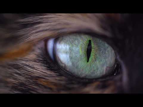 KEDİ GÖZÜ 8K VİDEO