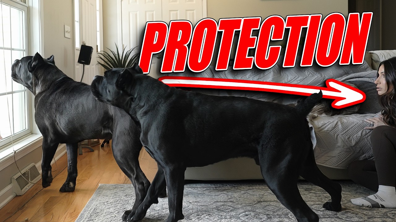 Cane Corso Protects Woman #canecorso #crime #dog - YouTube