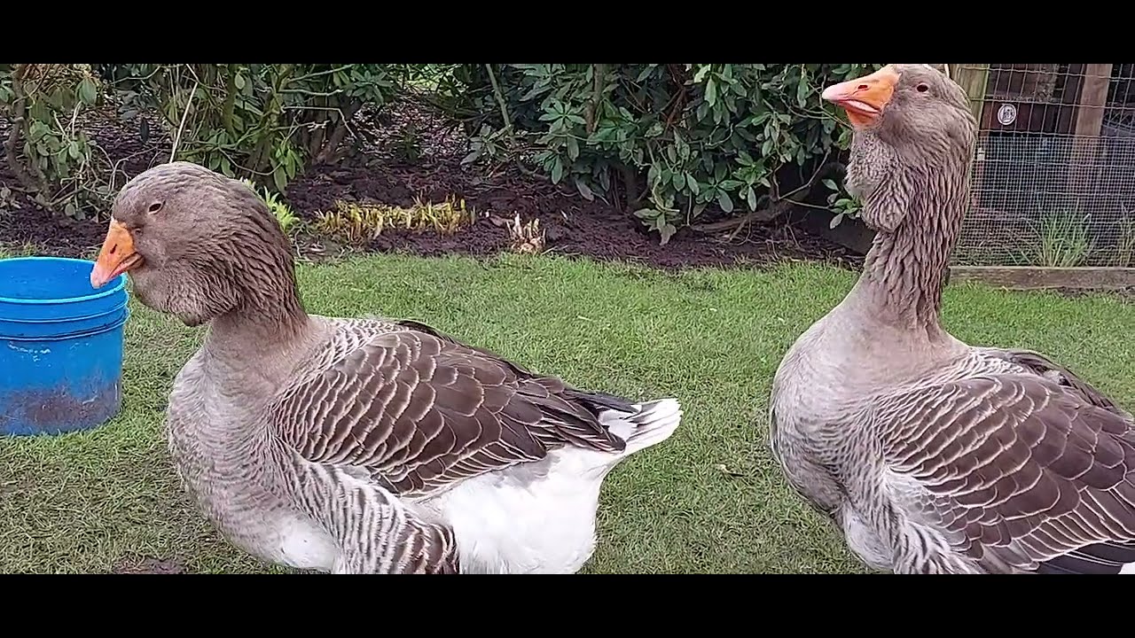 Breeding Couple Giant Dewlap Toulouse Geese - YouTube