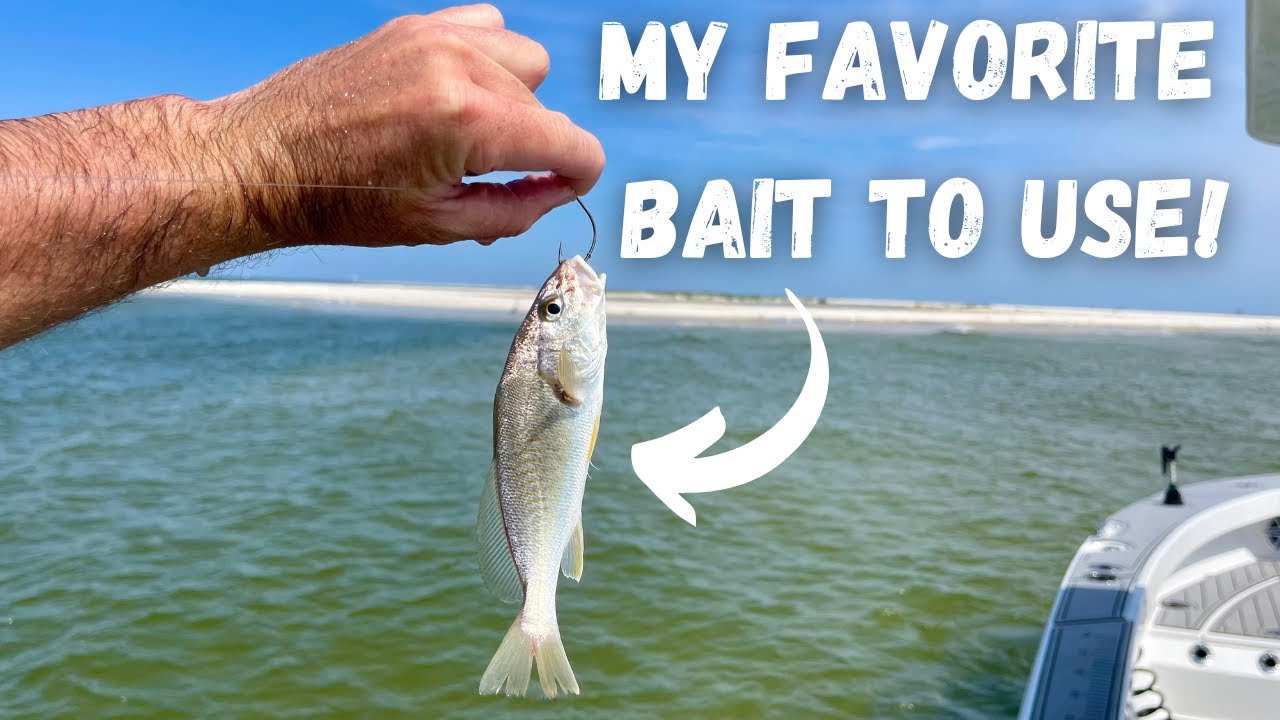 Using LIVE CROAKERS To Catch These AGGRESSIVE Beach Fish! - YouTube