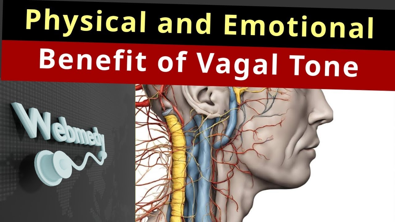 Vagus Nerve: Why Vagal Tone is Important for Physical and Emotional ...