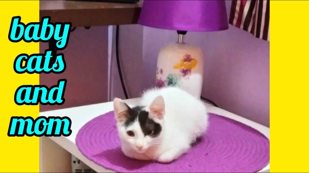 BABY CAT JUMPING AND PLAYING WITH FUN | CUTE CAT VIDEO || - YouTube