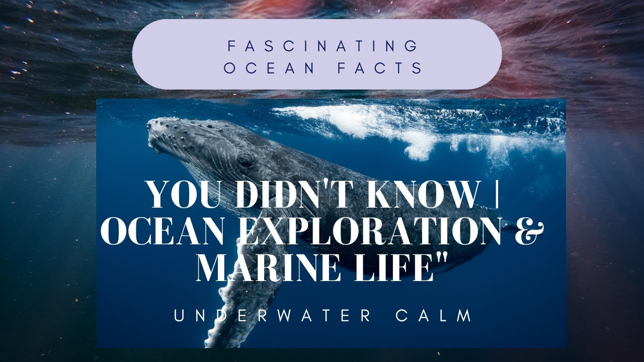 Fascinating Ocean Facts You Didn't Know | Ocean Exploration & Marine ...
