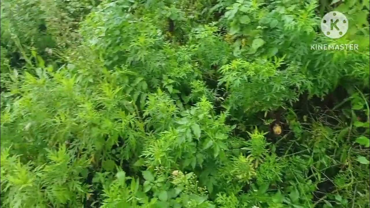 ngay nao cung bi di chan bo ngay nao cung dinh mua tub hmoob thoj - YouTube