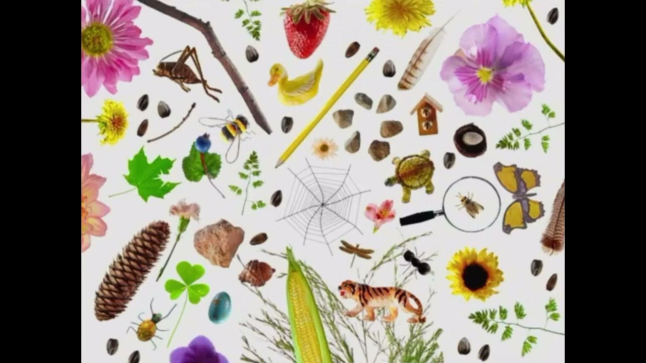 I spy rainforest part 3 - YouTube