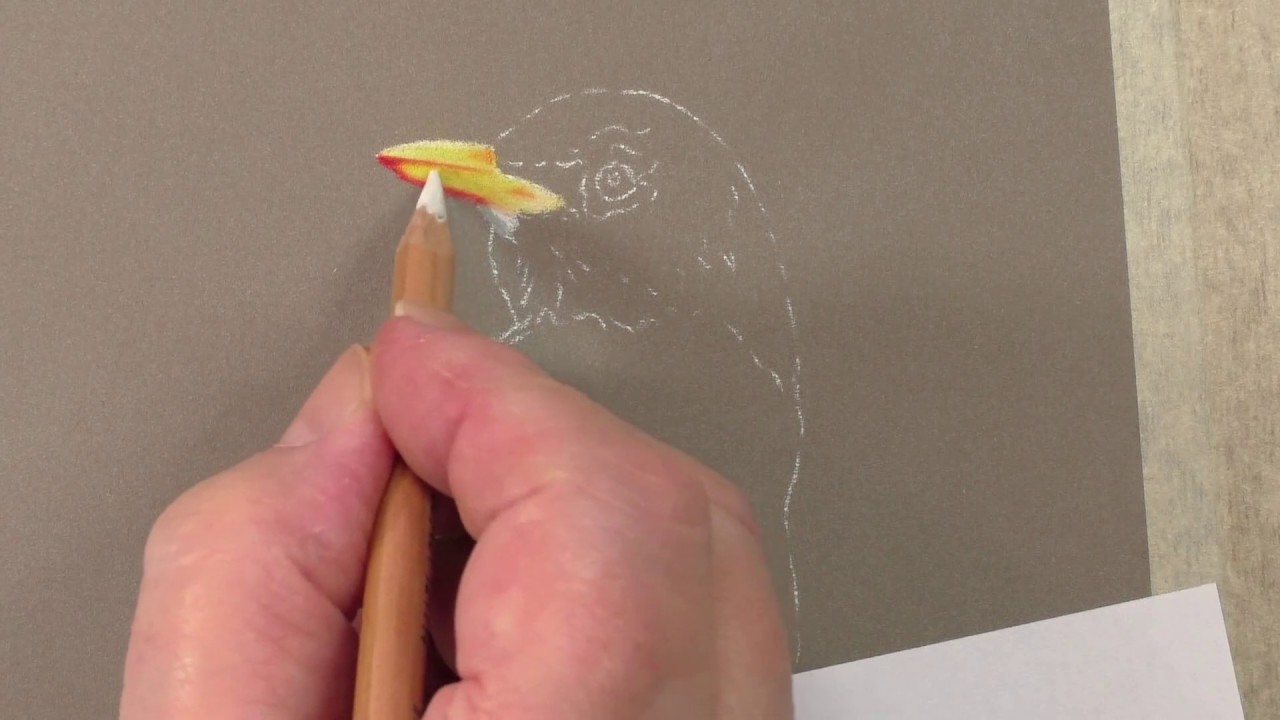 Draw an American Robin Beak | Pastel Pencil Tutorial - YouTube