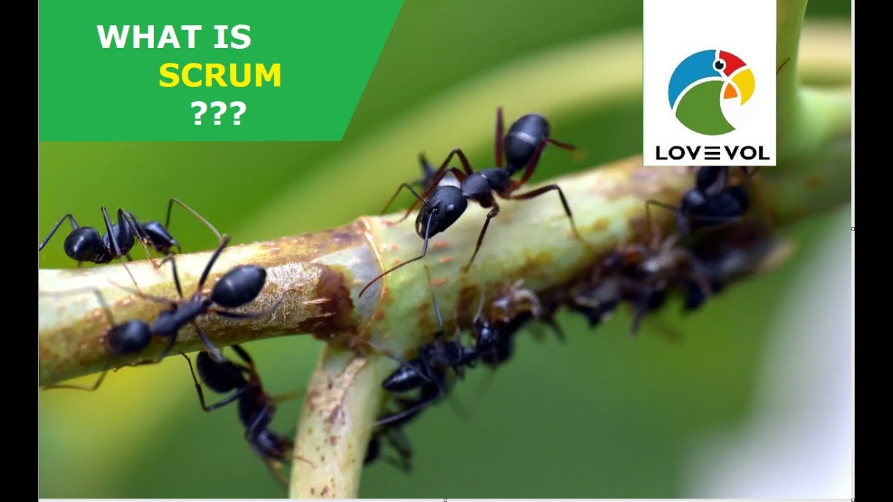 What is Scrum? how the scrum methodology works? Project management. See ...