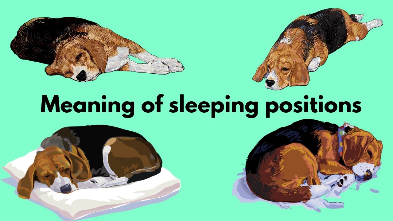Understanding Dog Sleeping Positions: Insights into Your DOG's ...