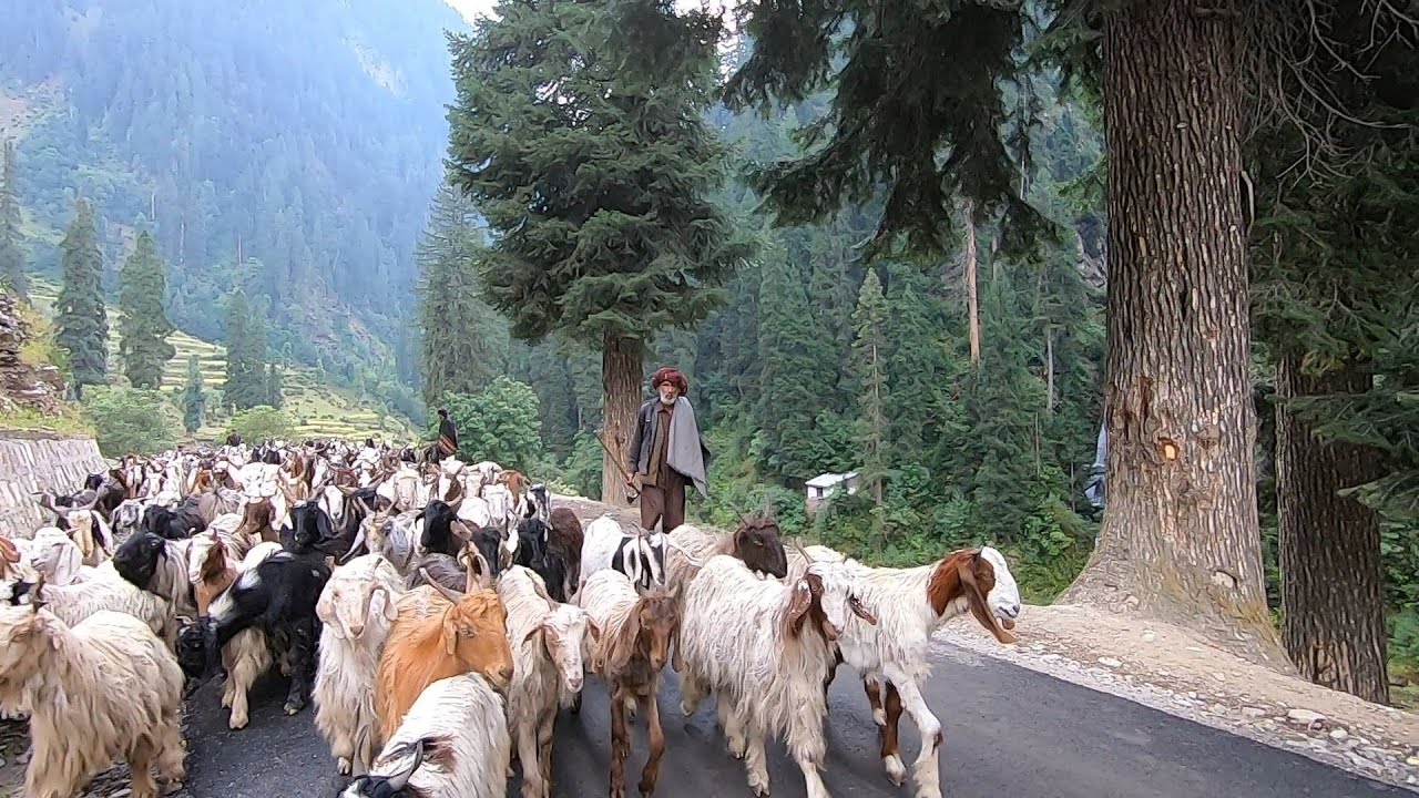 Bakarwal people traveling in Kashmir Neelam valley | nomadic people ...