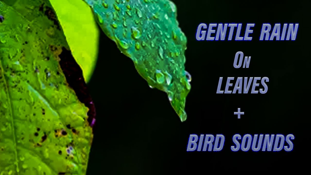 Calming Rainforest Sounds: Soft Rain on Leaves and Chirping Birds For ...
