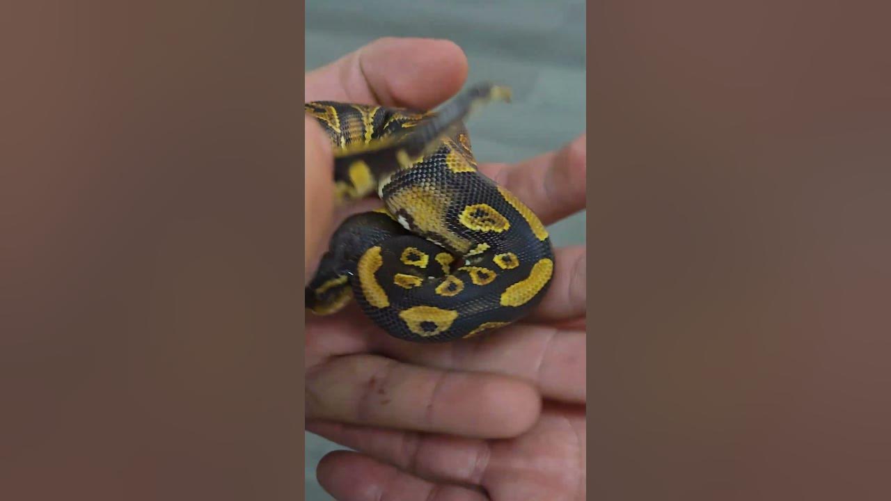 Beautiful Royal Ball Python / Hermosa Pitón Bola Real - YouTube