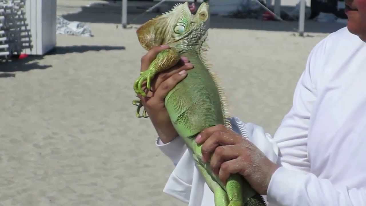 Iguana Attacks - In MIAMI Beach - YouTube