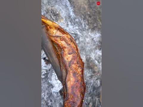 Grilled Python snake spicy chili #shorts - YouTube