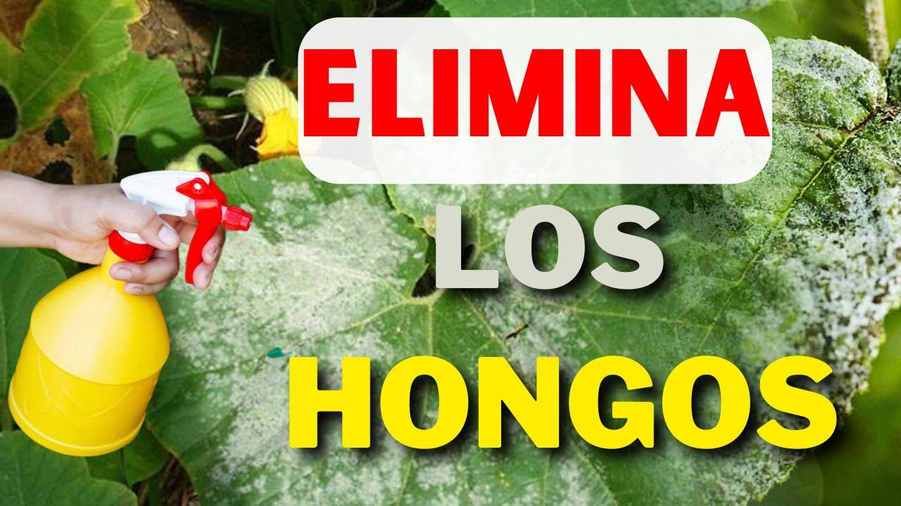 Rescata tus plantas de los hongos/qué es el captan y cómo funciona ...