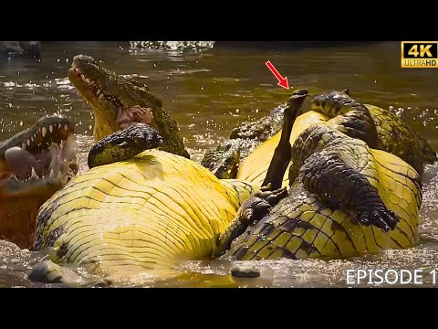 NATURE REVEALED | COLD BLOODED GIANT – THE TRUTH ABOUT CROCODILES | ANIMAL DOCUMENTARY #wildlife