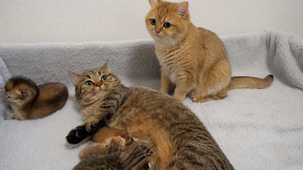 Lili the cat is providing strong support for Mimi's kitten-care. - YouTube