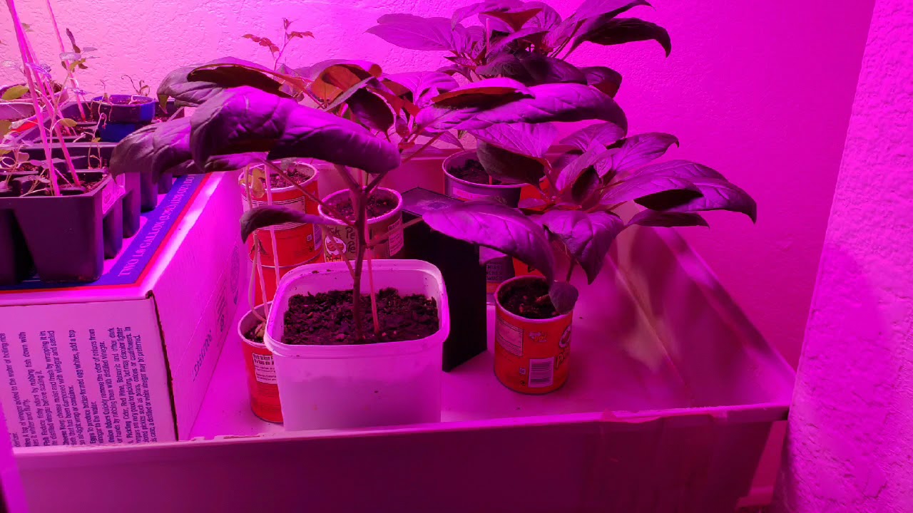 testing $27 LED 200W grow light - YouTube
