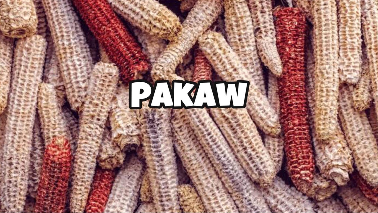 Bhoy Pakaw Live Stream - YouTube