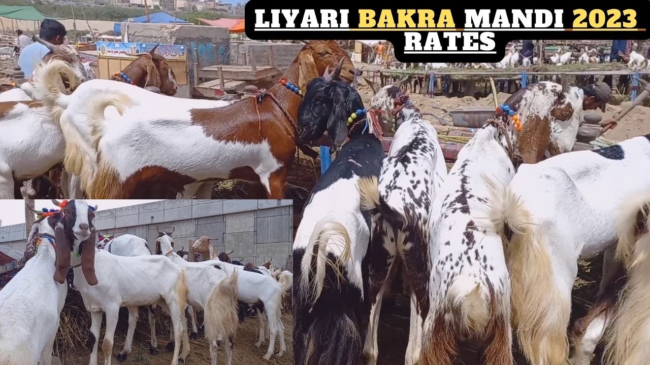 Lyari Bakra Mandi 2023 l goats l Rates & Bargaining Karachi Pakistan ...