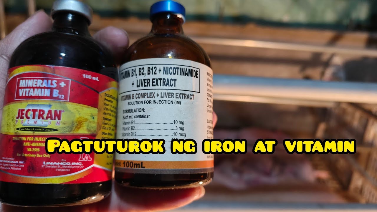 Nag inject ako ng iron at vitamin sa mga biik. #pig #pigbreeding # ...