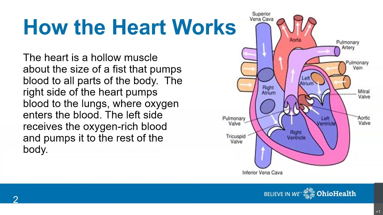 Anatomy and Physiology Part 1 - YouTube