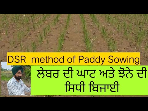 ਝੋਨੇ ਦੀ ਸਿਧੀ ਬਿਜਾਈ / Direct Sowing of Paddy - YouTube