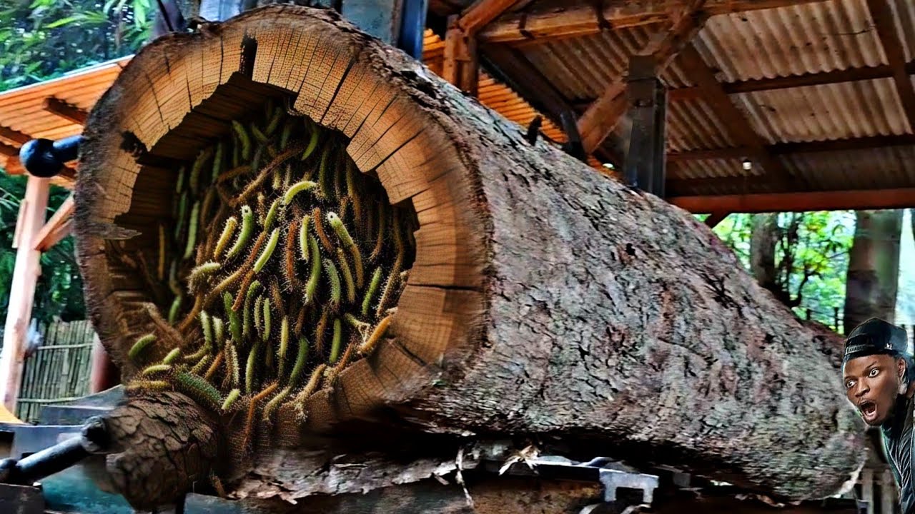 sawing large and curved teak logs full of surprises at the sawmill ...