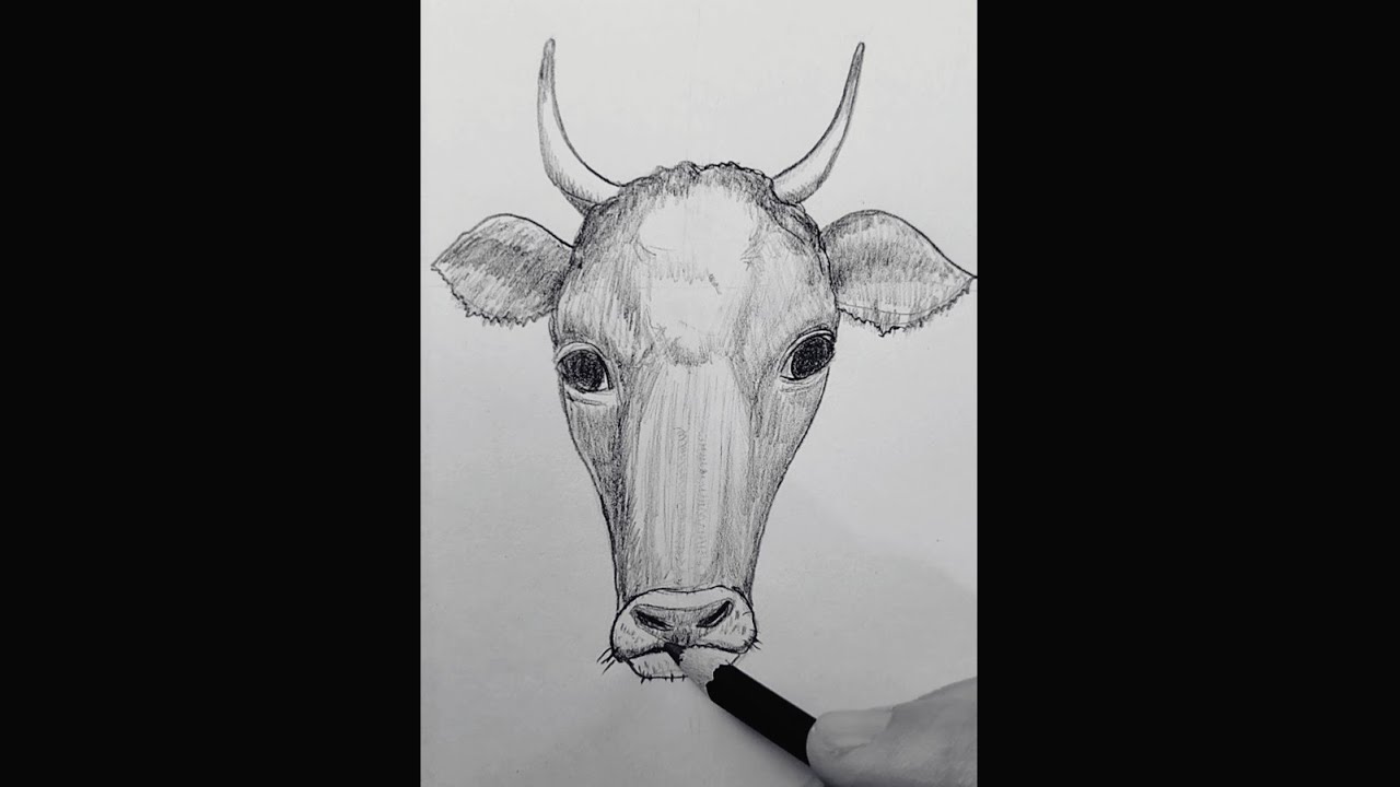 How to Draw Bull Head with Pencil - YouTube