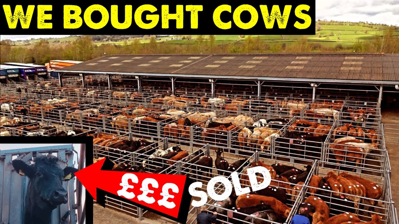 BUYING COWS AT MARKET | GOODBYE EMPTY COW | #CRAWFORDFARMS #193 - YouTube