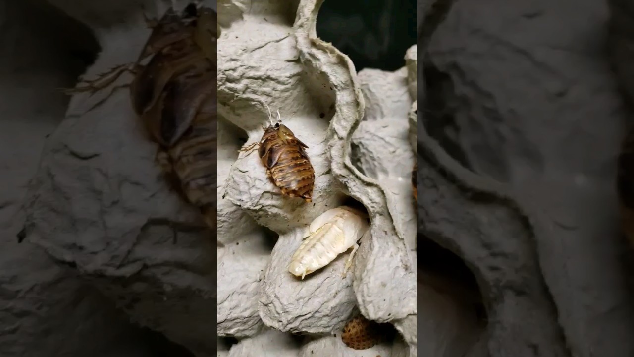 Look how much bigger this Female Discoid roach got after molting😲👀# ...