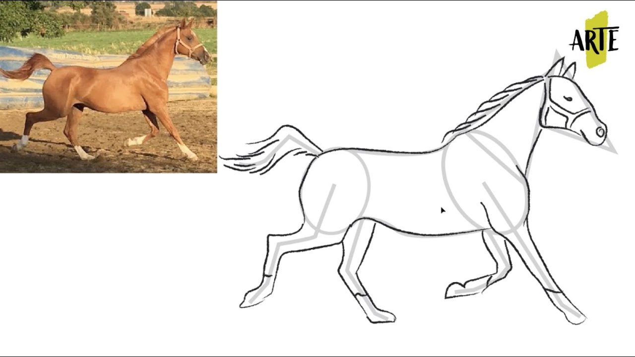 Como Dibujar un Caballo Paso a Paso - YouTube