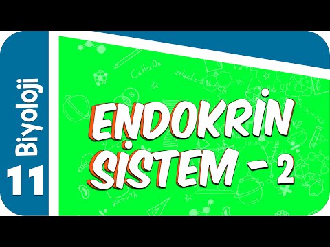 11. Sınıf Biyoloji: Endokrin Sistem -2  #2022