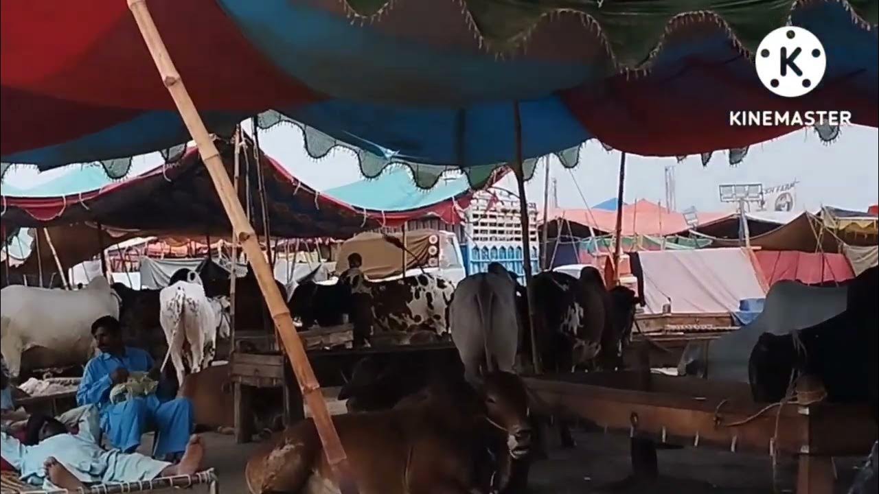 Bata Chowk Mandi 2k22 Islamabad - YouTube