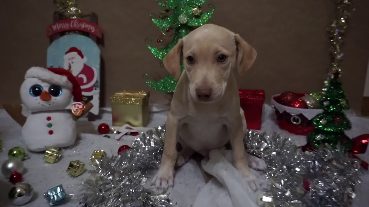 Video of adoptable pet named Bean - YouTube